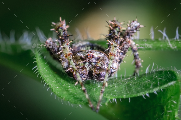 Small spider hidden among the leaves of a tree Stock Photo by ...