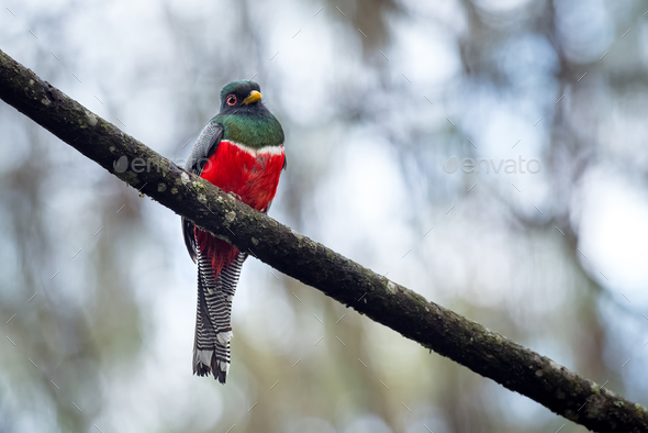 Colorful and beautiful bird perched on a diagonal tree branch with a ...