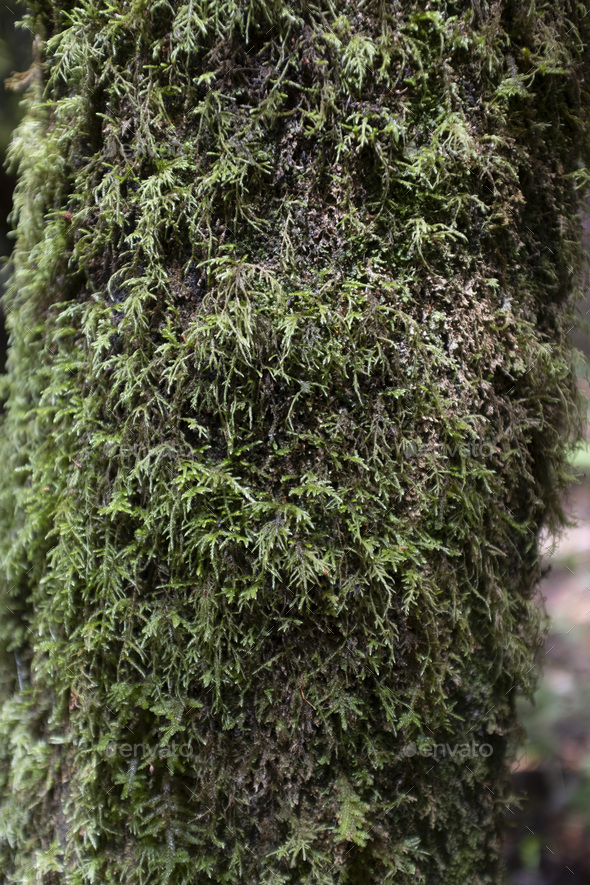 Nature background concept with green musk on the trunk. Trees and ...