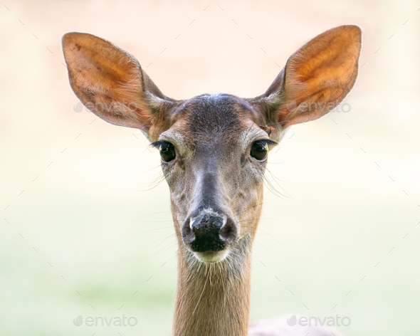 Whitetailed Doe Portrait Stock Photo by mattcuda | PhotoDune