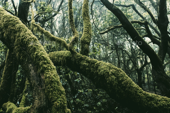 Close up of green trunk trees with musk in a deep wild forest ...