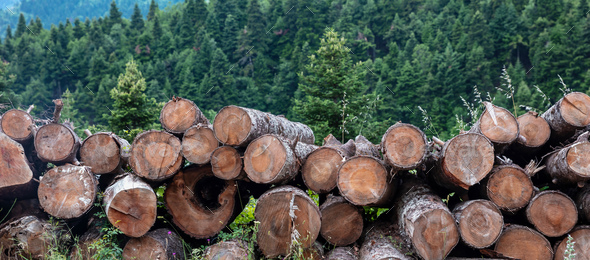 Wood log stack, timber winter stock. Firewood storage in forest ...