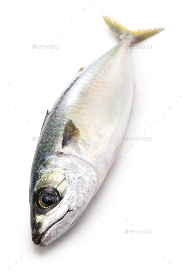 mackerel isolated on white background Stock Photo by motghnit | PhotoDune