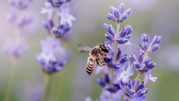 Pollination with bee and lavender with sunshine, sunny lavender Stock ...