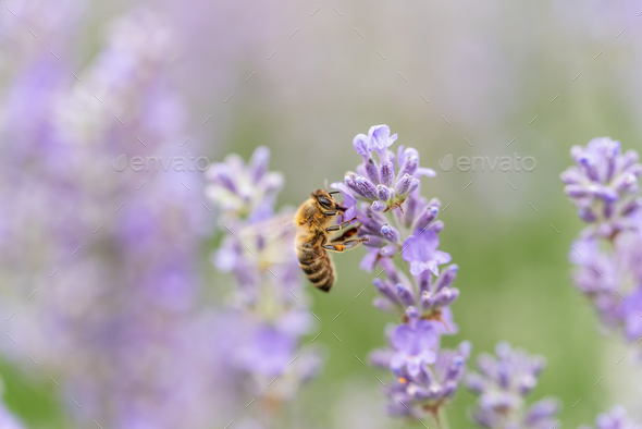 Pollination with bee and lavender with sunshine, sunny lavender Stock ...