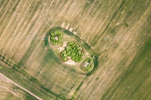 Top down aerial view of green field with canopies of trees in the ...