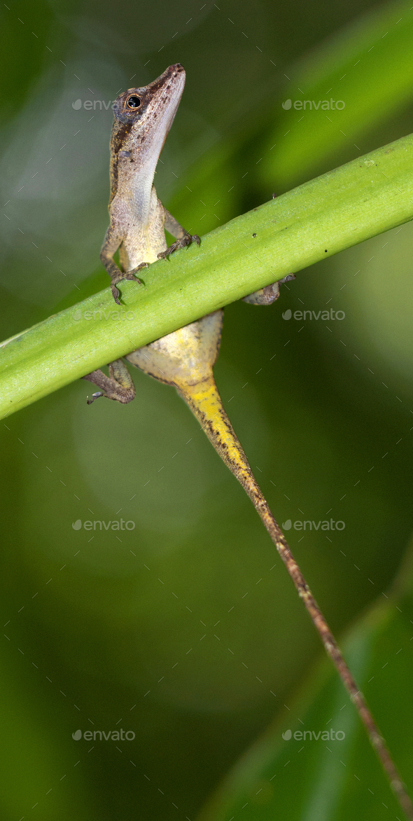 Anole Lizard, Marino Ballena National Park, Costa Rica Stock Photo by ...