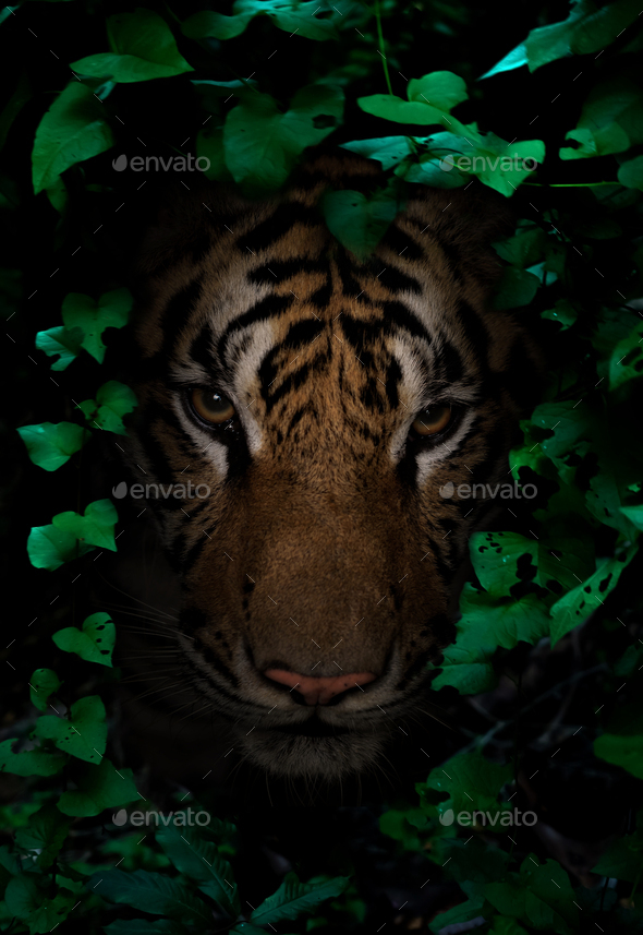 tiger in tropical rainforest at night Stock Photo by anankkml | PhotoDune