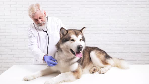 Vet Doctor Listening Dog's Heart Beating with Stethoscope, Stock Footage