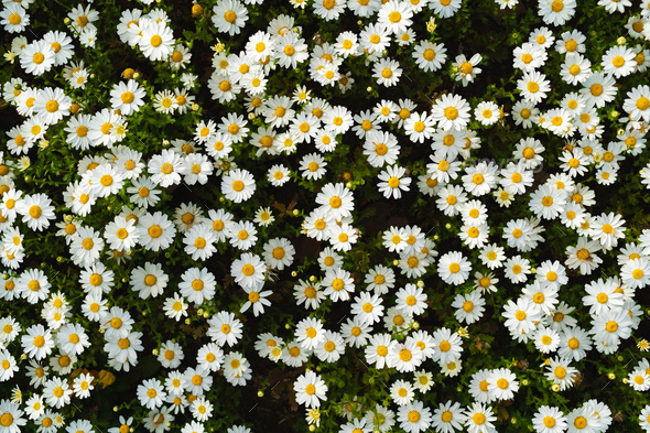 Beautiful blossom daisy flowers background top view Stock Photo by ...