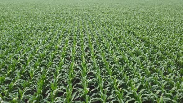 Large corn field and sweat over crops along rows by quadcopter, Stock ...