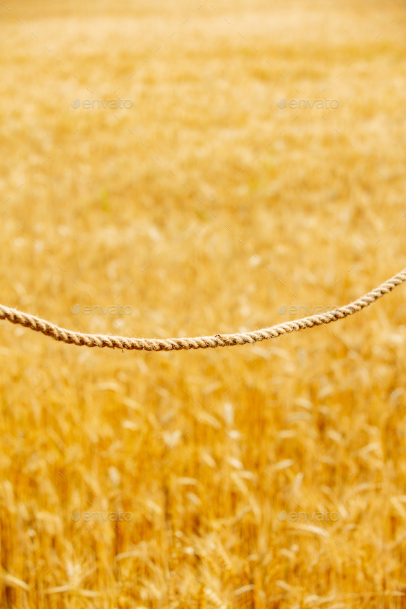 Rope on yellow wheat field background Stock Photo by Masson-Simon ...