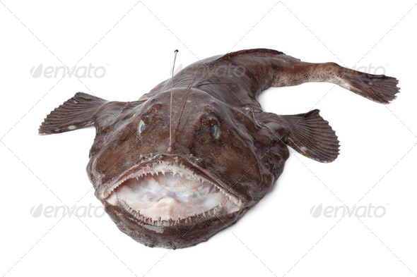 Whole fresh Monkfish Stock Photo by picturepartners | PhotoDune