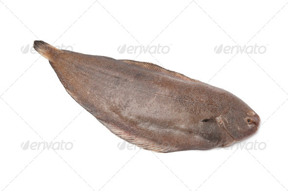 Whole single fresh sole fish Stock Photo by picturepartners | PhotoDune