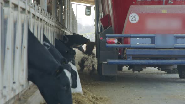 Cow feeding with a Self-propelled TMR mixer in a dairy farm, Stock Footage