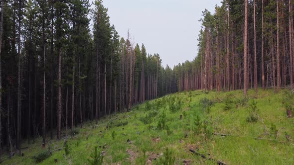 Pine forest cleared out for fire management, Stock Footage | VideoHive