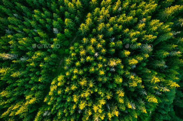 Tree top canopy in forest at summer, aerial drone view Stock Photo by ...