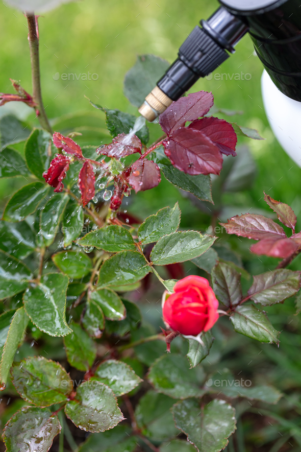 Green aphids on a bud. aphid colony on rose buds, garden pest. Stock ...