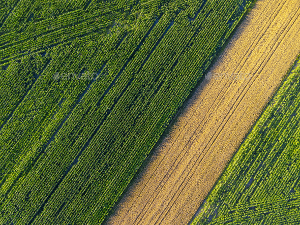 Aerial view of corn field Stock Photo by bestproject | PhotoDune