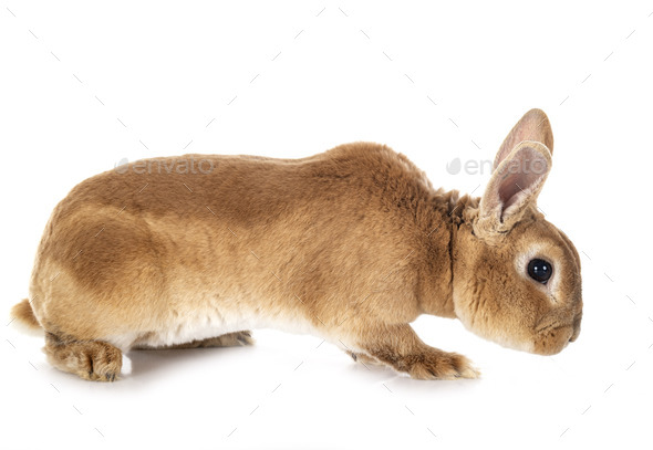 Rex rabbit in studio Stock Photo by cynoclub | PhotoDune