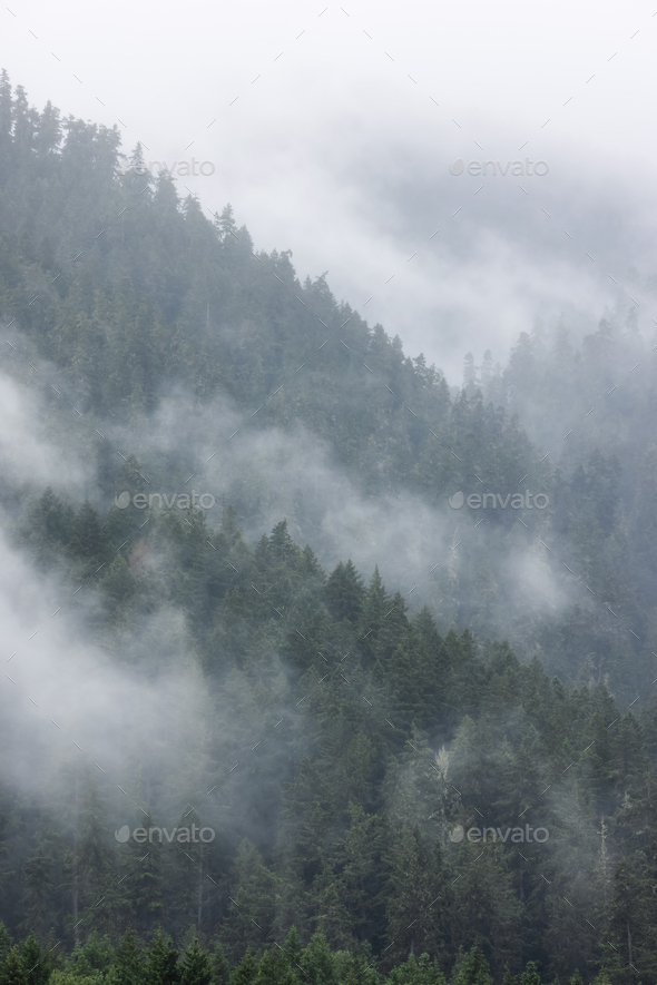 Green Evergreen Trees in a forest on top of a mountain covered in ...