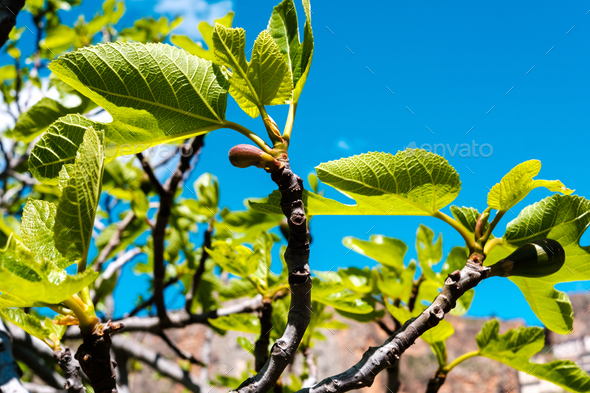 Fig tree with the first green figs of summer, a clear day with a blue ...