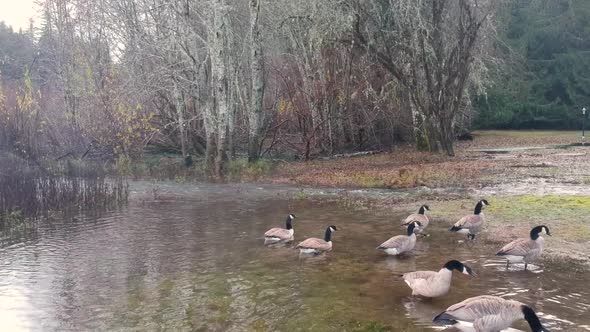 overhead shot of geese on lake with river and tress in background ...