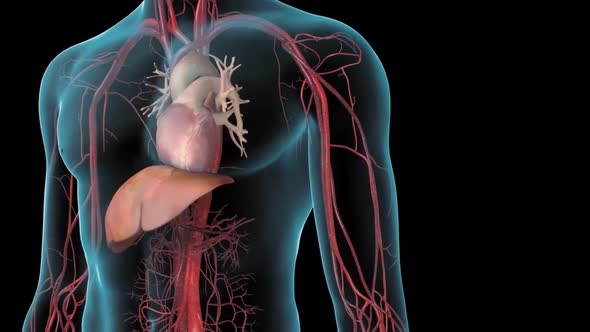 Human Circulatory System Heart Anatomy Animation Concept. 3D, Motion ...