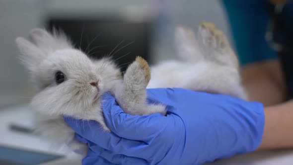 Vet Examining Rabbit Foot for Sprains, Diagnostics of Pododermatitis ...