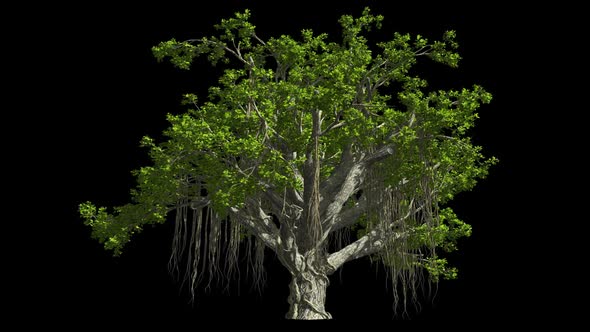 Tropical Tree, Motion Graphics | VideoHive