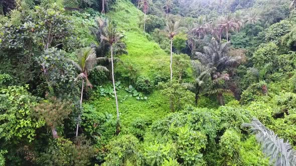 Aerial view rising over the treetops in Bali, Stock Footage | VideoHive
