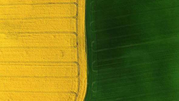 Top down view of green and yellow field at spring, Stock Footage ...