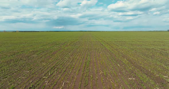 Beautiful Farm Field with Growing Wheat or Rye in Summer Day View From ...