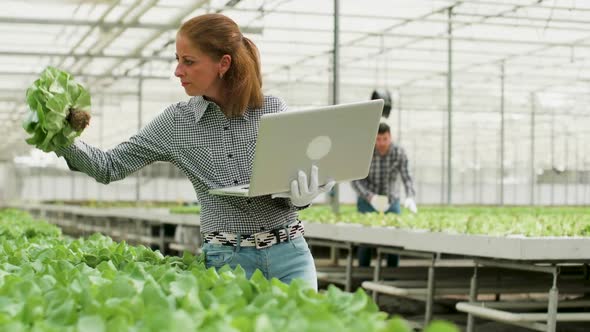 Agronomy Engineer Inspecting Organic Green Salad in a Greenhouse, Stock ...