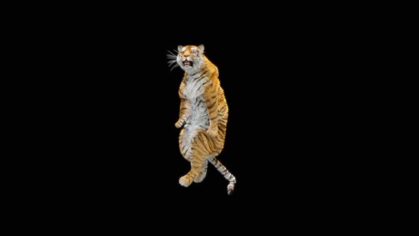 67 Tiger Dancing HD, Motion Graphics | VideoHive