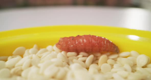Maggot Crawling Among Seeds, Stock Footage | VideoHive