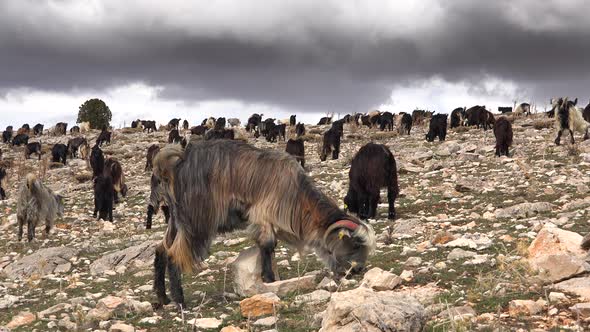 Herd of Scattered Mixed Color Goats Grazing on Mountain, Stock Footage
