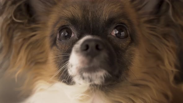 Close-up view of Brown and White Chihuahua Havanese mix puppy dog ...