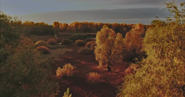 Drone Flies Around the Trees with Golden Foliage a Large Lake in the ...