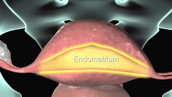 The endometrium is a tissue that sheds with bleeding every month during ...