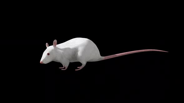 White Rat Idle Side View, Motion Graphics | VideoHive