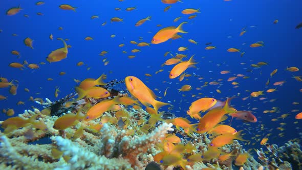 Tropical Underwater Orange Fish Reef, Stock Footage | VideoHive