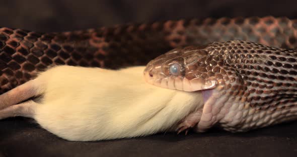 Rat Snake During the Swallowing Process, Stock Footage | VideoHive