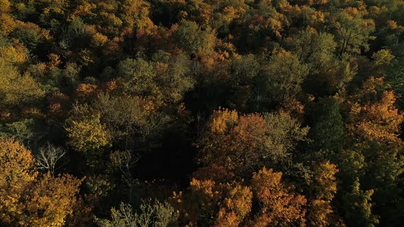 Drone Flying Over Forest Tree Canopy Of Autumn Colors In Fall Season ...