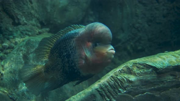 Gray Cichlid in Special Tank. Shy Fish Is Hiding Behind the Rock in ...