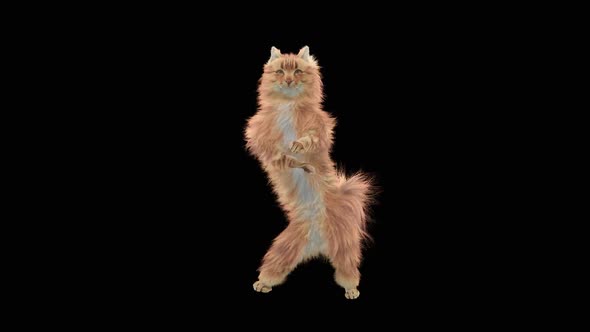 Cat Dancing HD, Motion Graphics | VideoHive