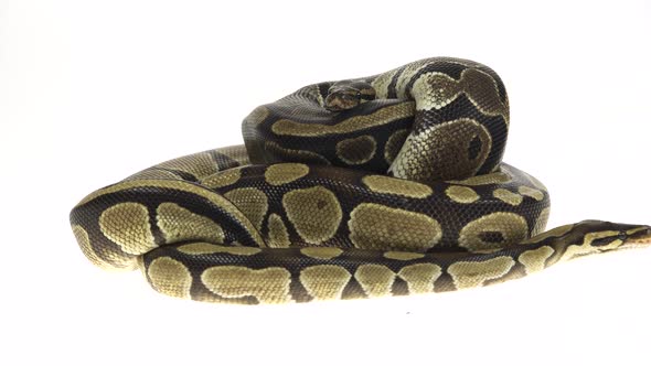 Royal Python or Python Regius Isolated in Studio Against a White ...