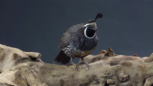 California Quail on Wooden Snag at Black Background. Close Up, Stock ...