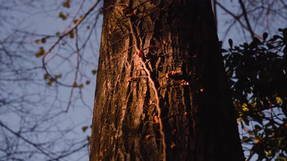 Evening Sunlight Spot Falling on Wide Dark Brown Tree Trunk, Stock Footage