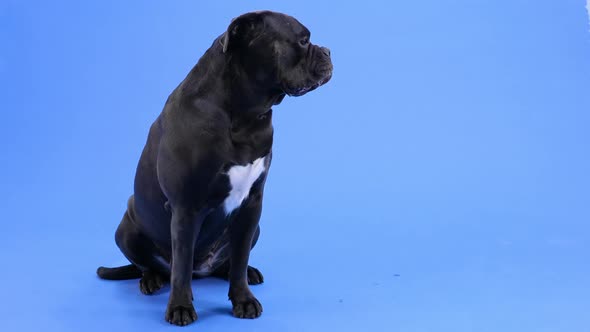 Cane Corso Smiling Sits in Full Growth in the Studio Against a Blue ...